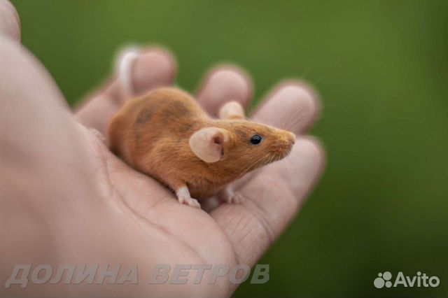 Рыжая мышка декоративная