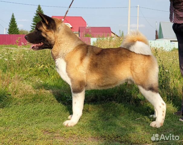 Кобель Американской Акиты