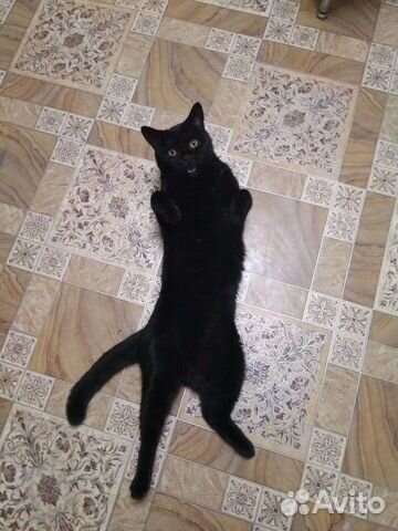 Отдадим в хорошие руки кота, британец, 3 года.Очен