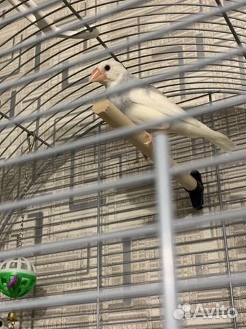 Рисовая амадина