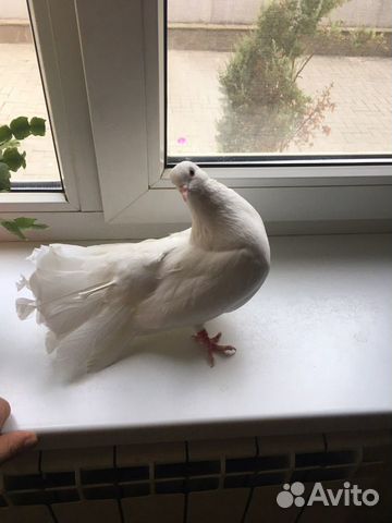 Голубь Павлин