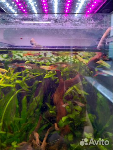 Аквариумные рыбки гуппи