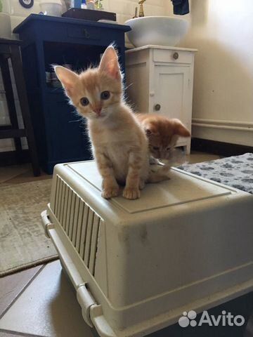 Кот в хорошие руки