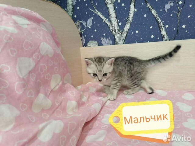 Шотландские котята