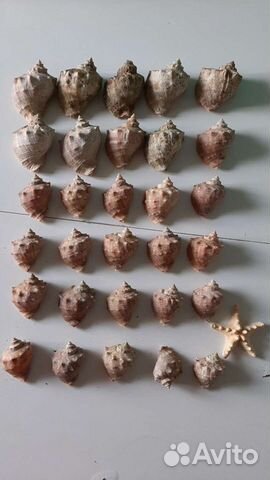 Ракушки рапана для аквариума или рукоделия