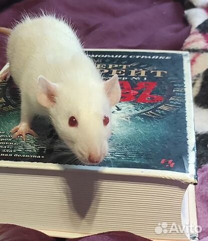 Крысята Дамбо в дар