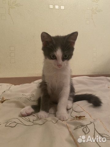 Кот 2 месяца