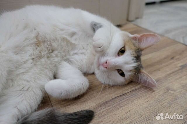 Кошки