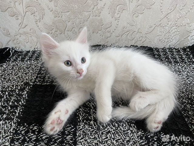 Белый котенок