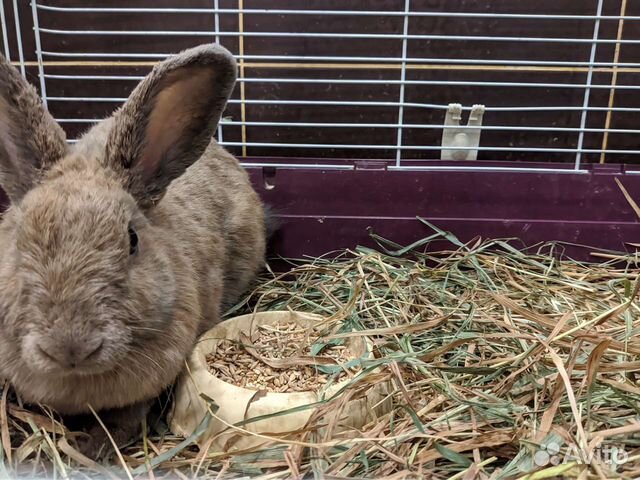 Кролик (крольчиха)