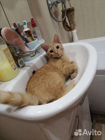 Котенок