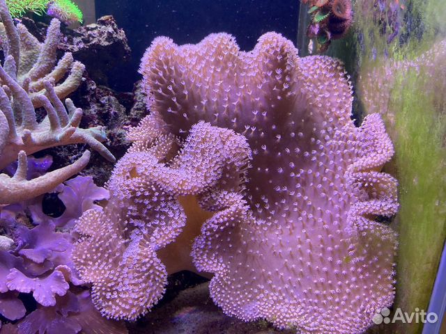 Саркофитон