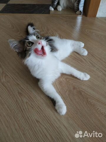 Котенок 2.5месяца в хорошие руки
