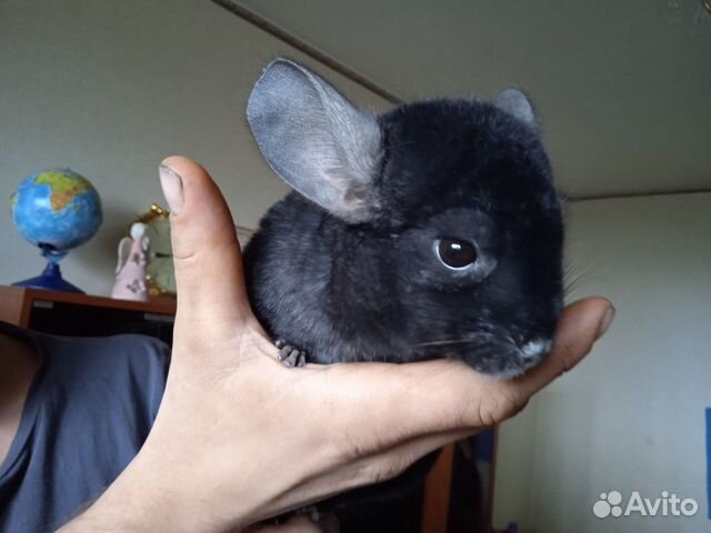 Отдаю в заботливые руки двух шиншилл
