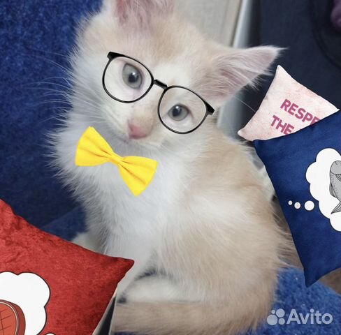 Котомальчик 2.5 мес в добрые руки