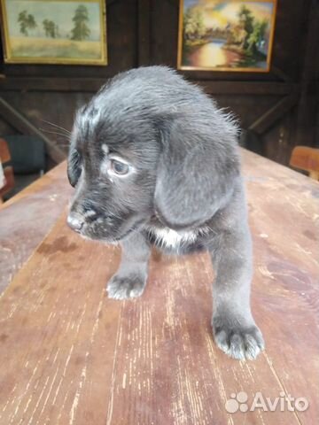 В добрые руки