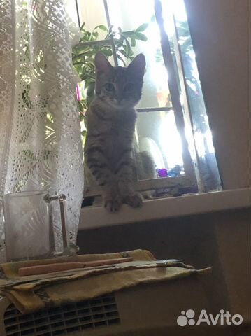 Отдам кота подростка