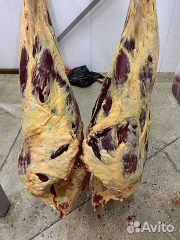 Коровы заготовитель