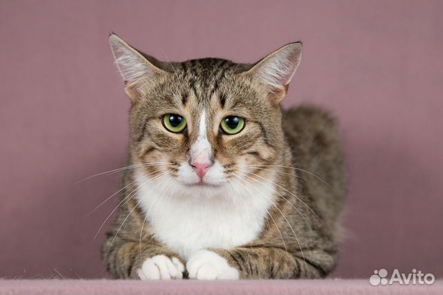 Котик ищет дом