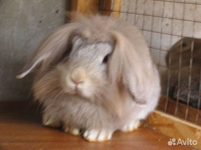 Декоративный крольчонок