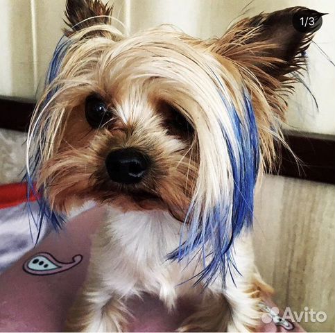 Собака ёрк мальчик,5 лет,блондин пепельный,1 кг.ищ