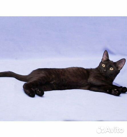 Кошка в дар