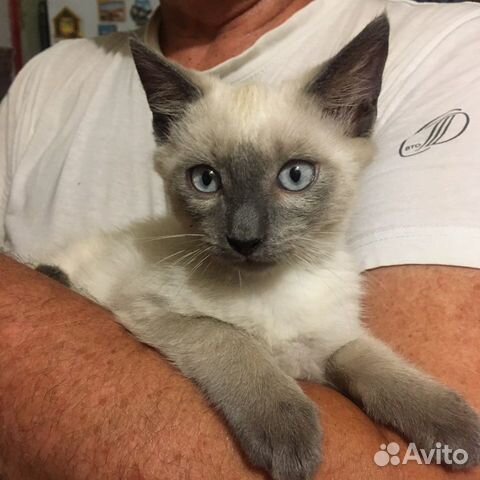 Сиамский кот (тайский)