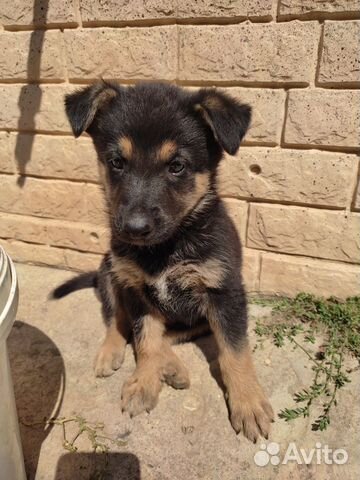 Щенки метисы