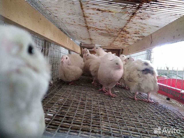 Продаю инкубационое яйцо перепелок