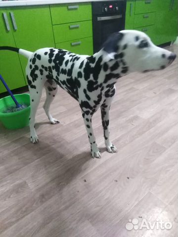 Продаём собаку породы Далмотинса 8мес.цена договор