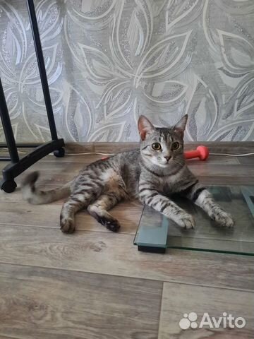 Кот в дар