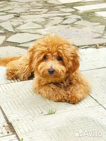 Мальтипу девочка