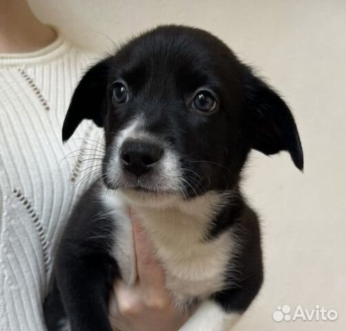 Щенки от мамы бордер-колли в дар