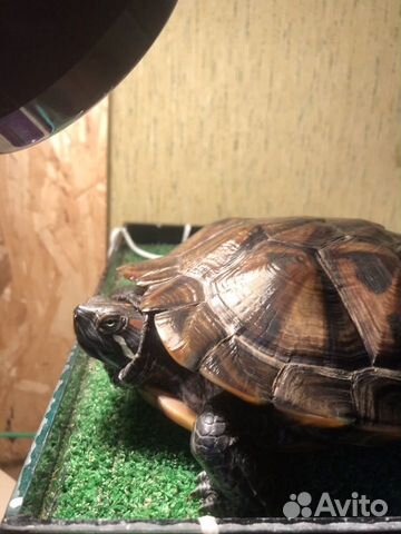Отдам черепаху в добрые руки