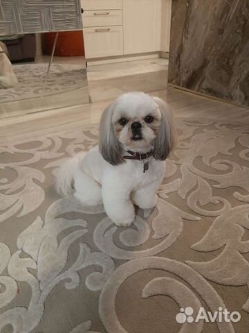 Собаки щенки породистые