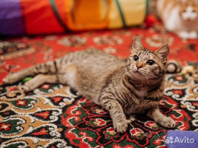 Полосатая киса Рыся. Бобтейл