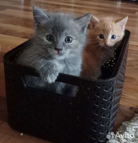Котята в дар