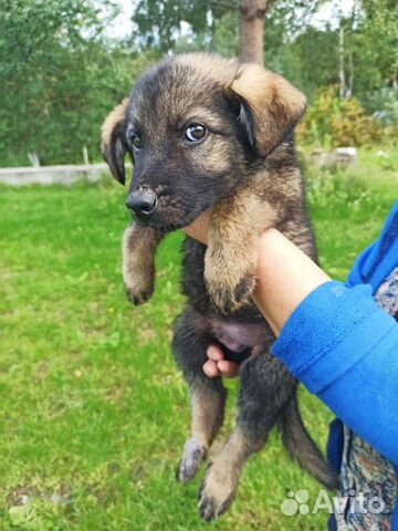 Немецкая овчарка