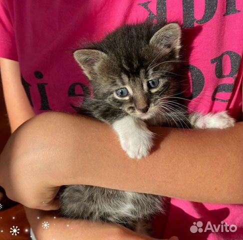 Котенок в добрые руки мальчик