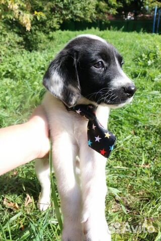 Щенки в добрые руки