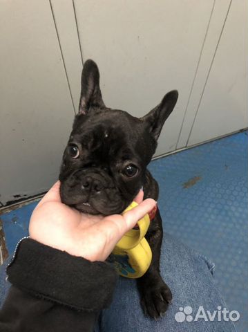 Французский бульдог