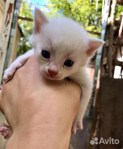 Котята в добрые руки бесплатно