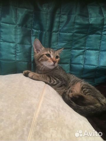 Котята в добрые руки даром