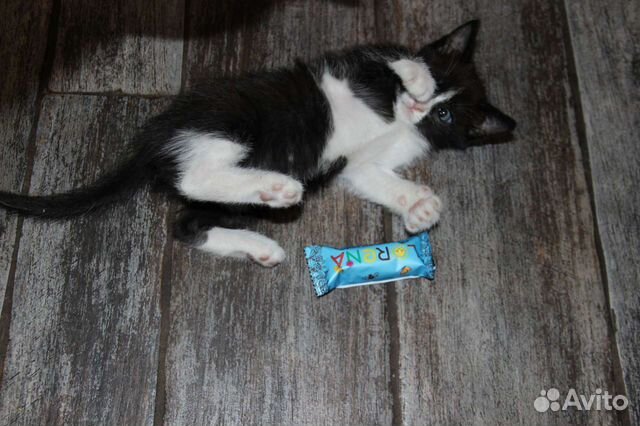 Котёнок в добрые руки, малышу нужен дом