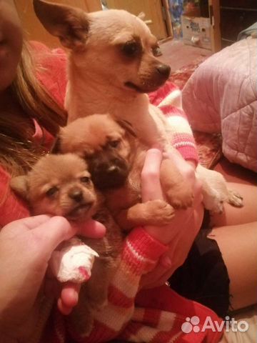 Собака в добрые руки щенок