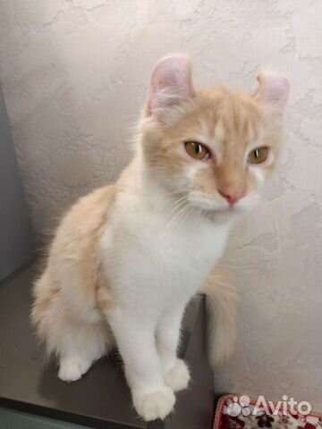 Американский кёрл