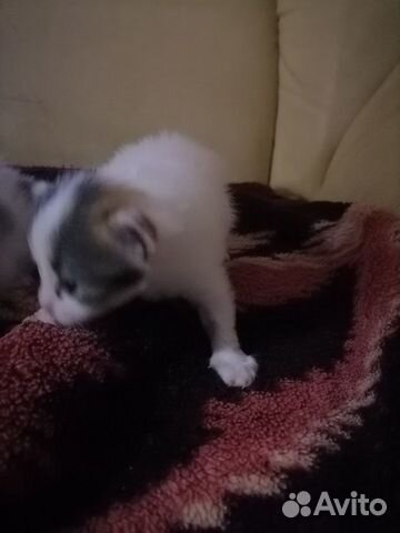Кошки сибирские