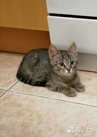 Котенок в дар