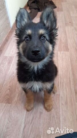 Собака бесплатно в добрые руки