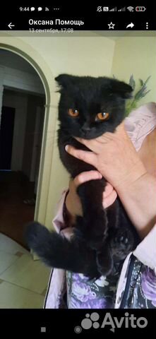 Британская кошка ищет дом